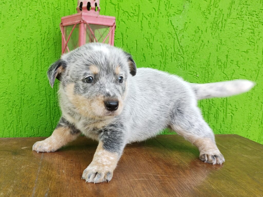 Home - Australian Cattle Dog - Canil Gold Queen Farm