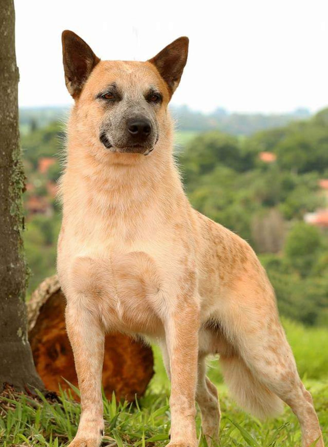 Home - Australian Cattle Dog - Canil Gold Queen Farm